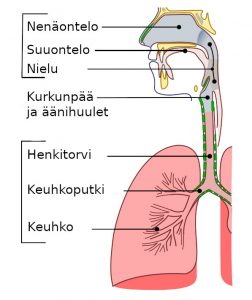 Miten ihmisääni syntyy? - Anna Ilveskoski